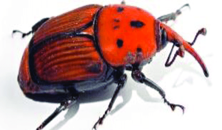 Remote sensing for the early detection of the Red Palm Weevil ...